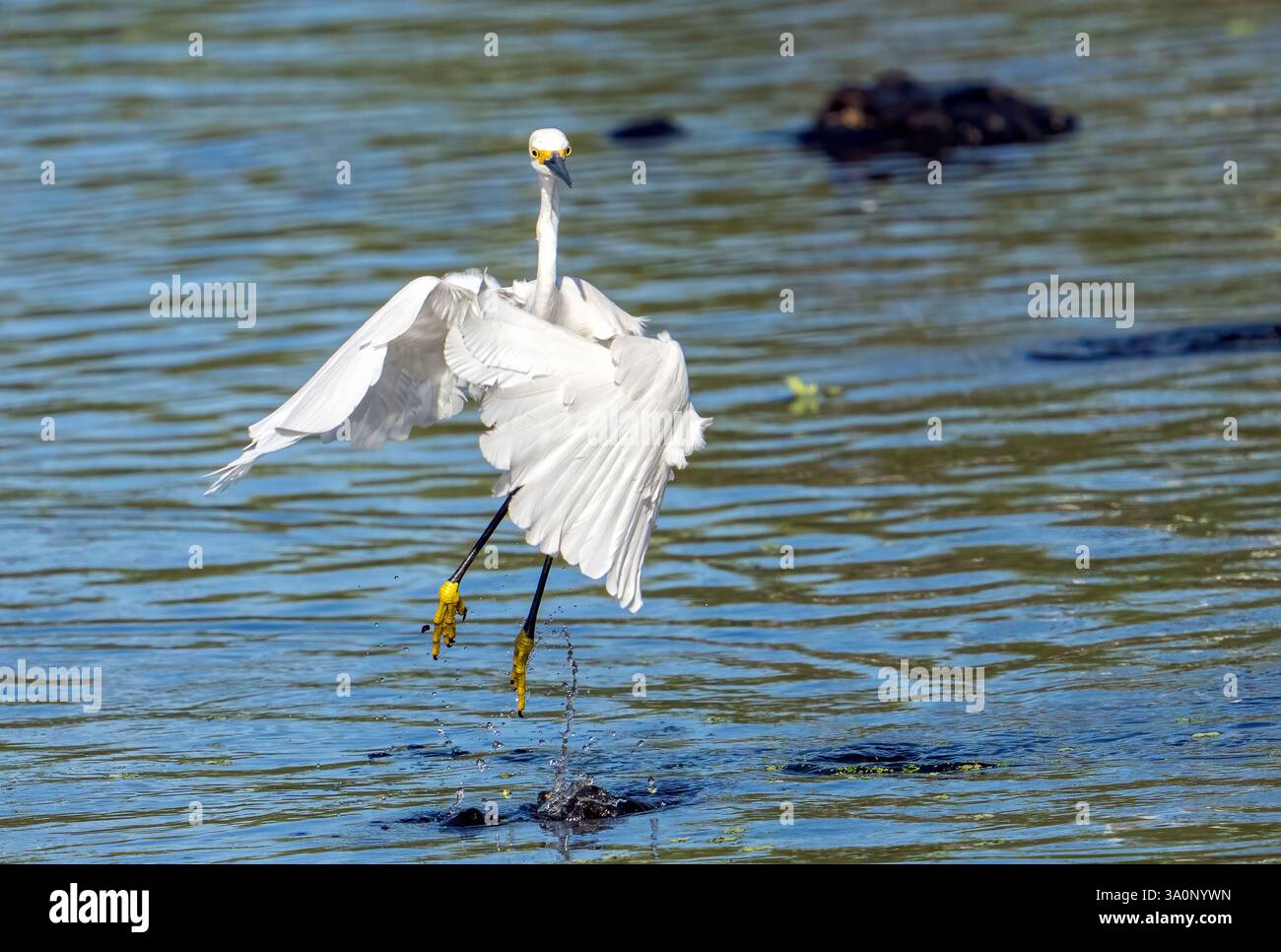Naples, Florida, USA. 4th Mar, 2025. A snowy egret flies above a pond ...