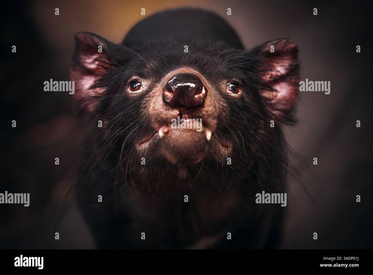 The Tasmanian devil is a carnivorous marsupial of the family Dasyuridae ...