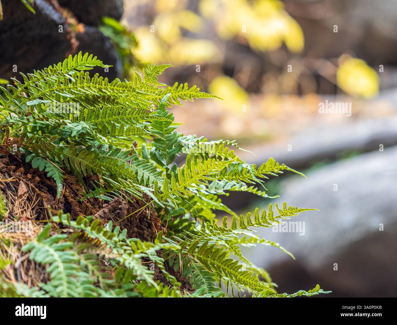 Common polypody fern Polypodium vulgare grows among thick moss ...
