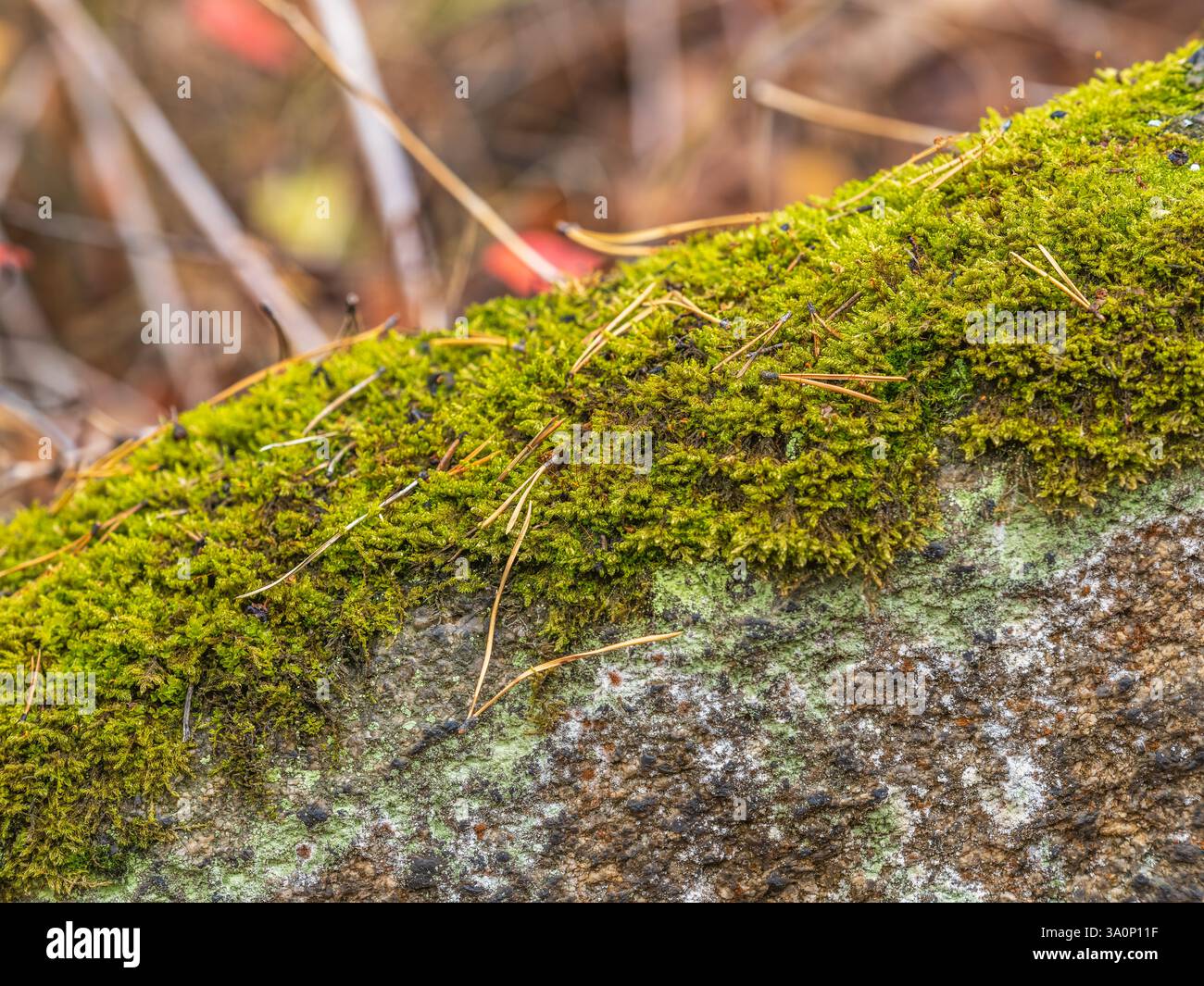 Soft thick moss in the forest is lit by the sun. Soft moss carpet ...
