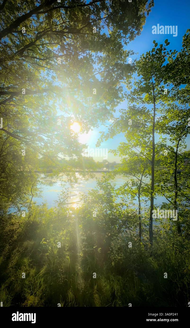 A serene forest scene with sunlight filtering through lush trees ...