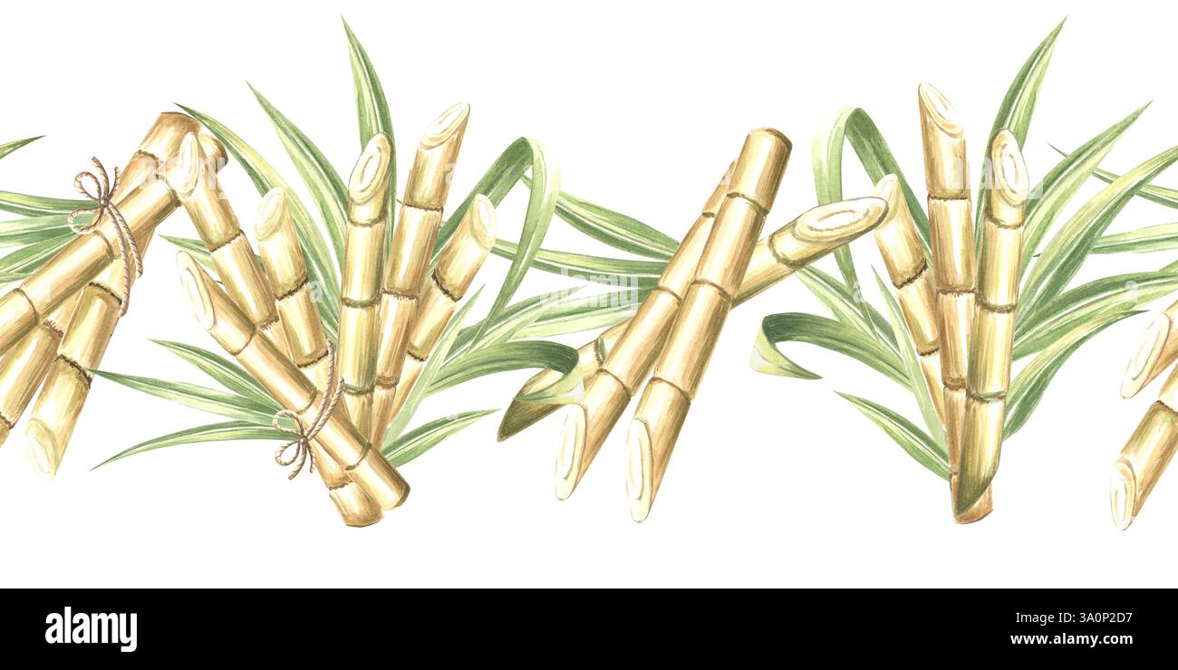 Cut sugar cane stalks with leaves. Bamboo shoot. Seamless border of ...