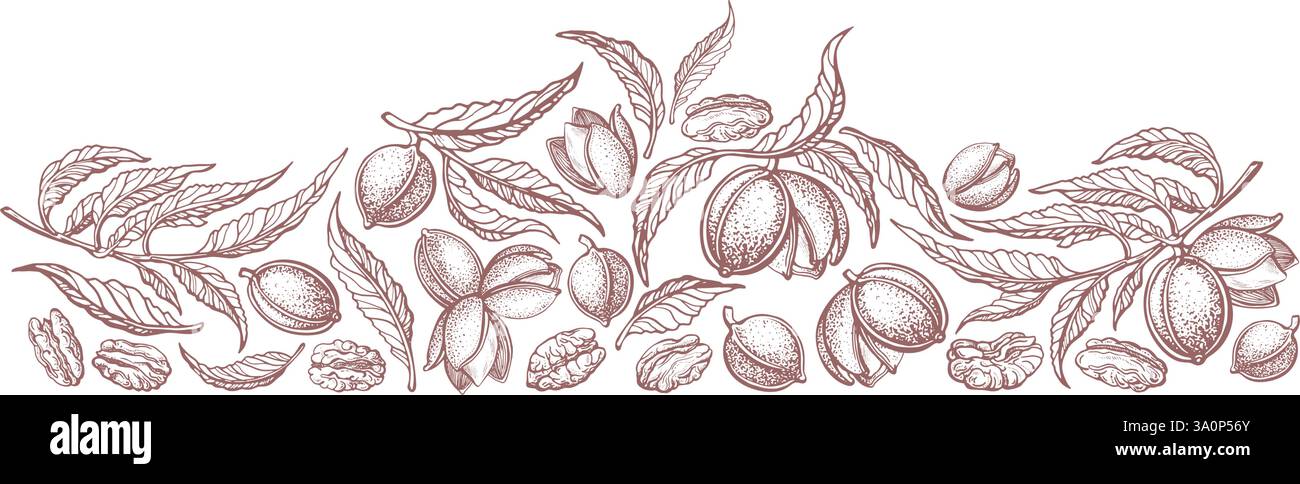 Pecan tree. Vector texture sketch of raw nuts, hand drawn branch ...