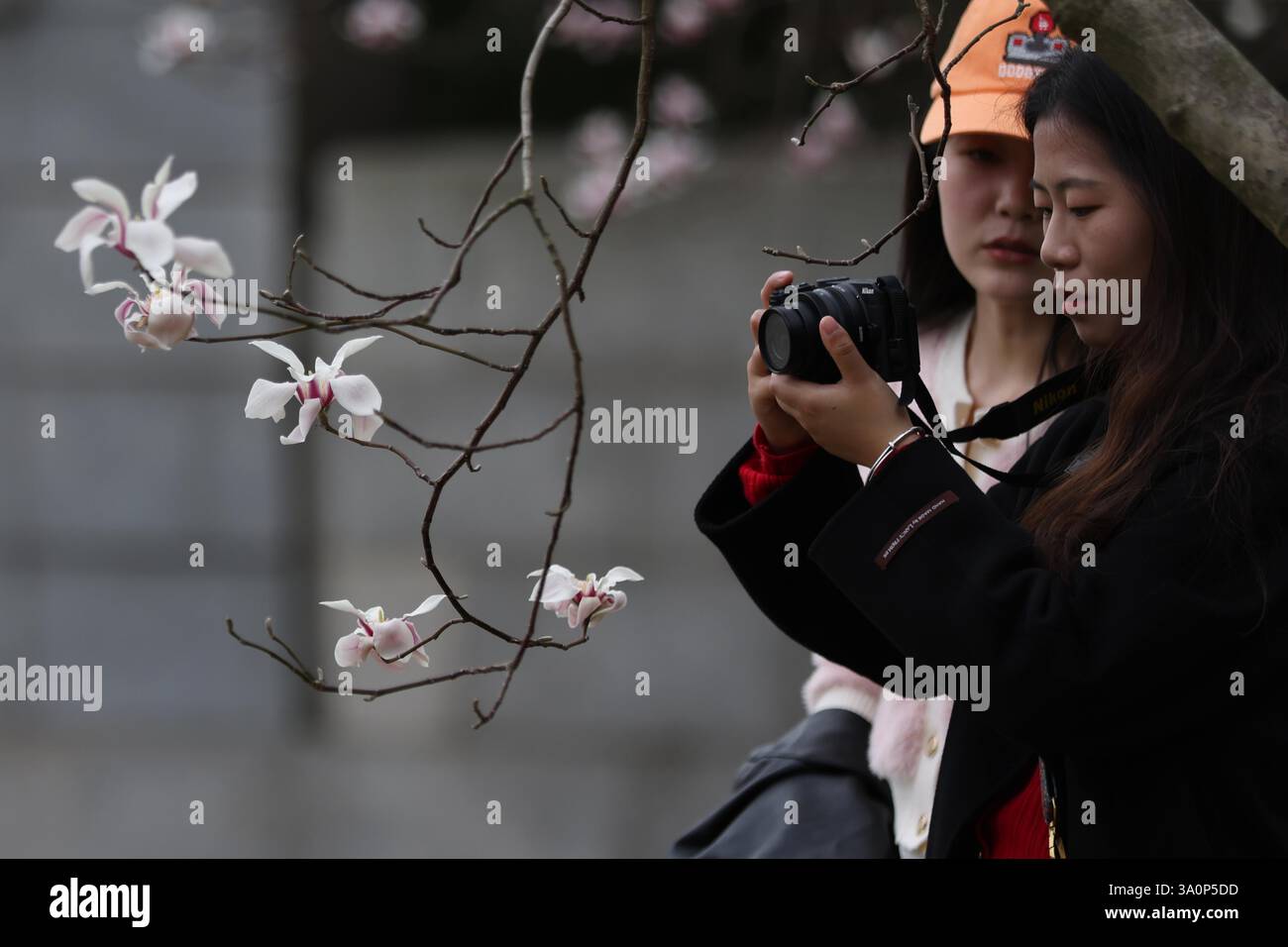 **CHINESE MAINLAND, HONG KONG, MACAU AND TAIWAN OUT** Magnolia zenii ...