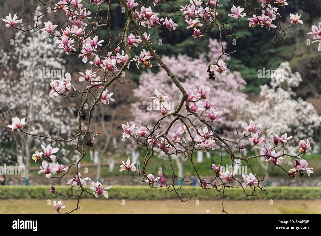 Magnolia zenii flowers are in full bloom in Nanjing City, east China's ...