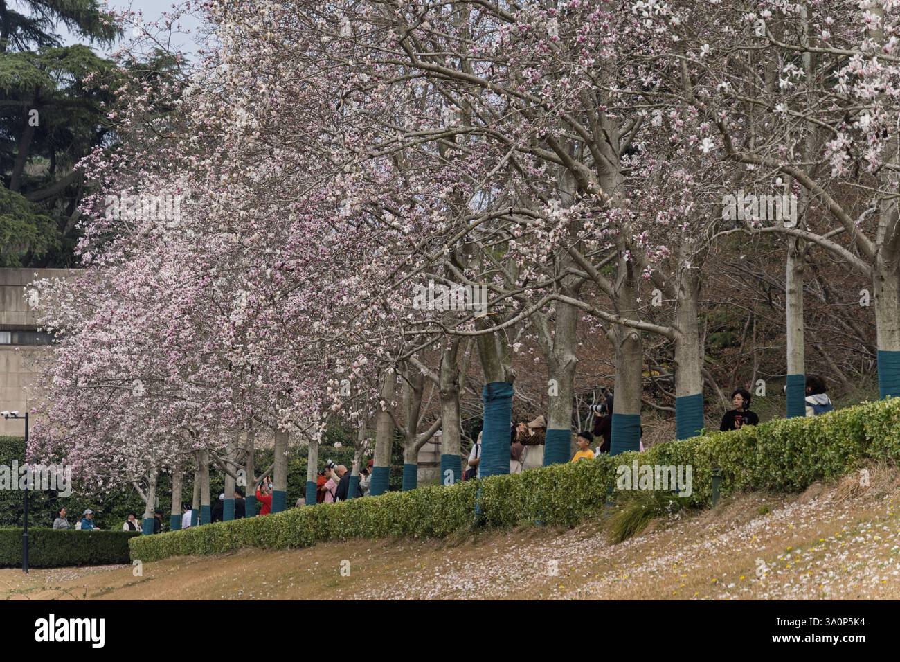 Magnolia zenii flowers are in full bloom in Nanjing City, east China's ...