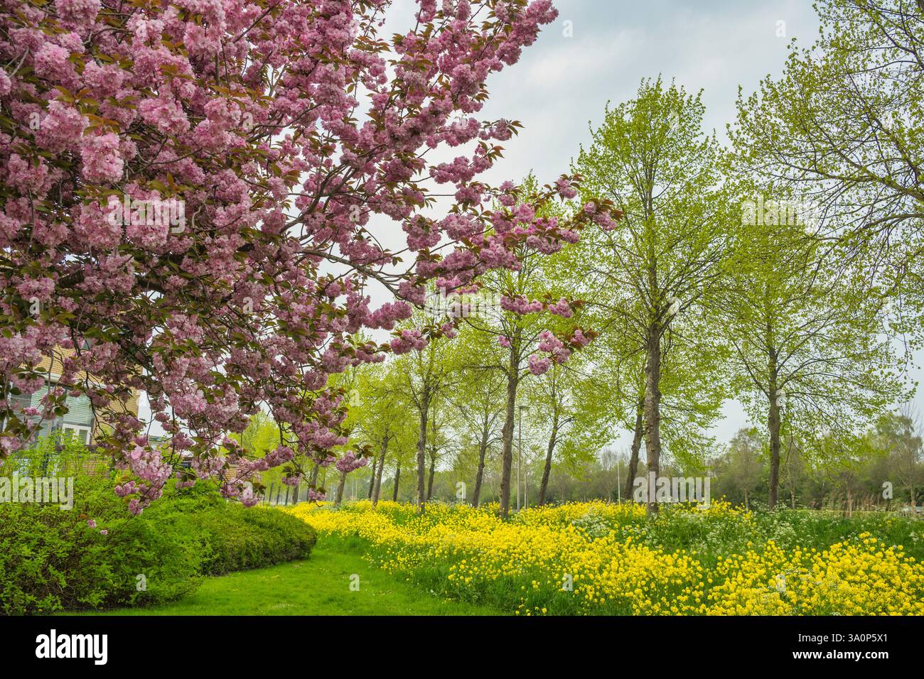 Spring cherry blossom garden and Rapeseed field at Kanaalweg in ...