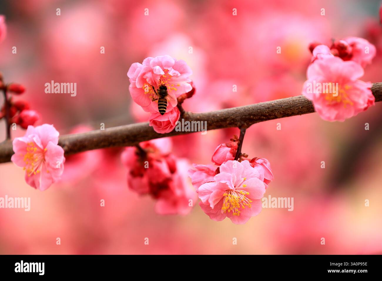 Plum blossoms are in full bloom in Huai'an City, east China's Jiangsu ...