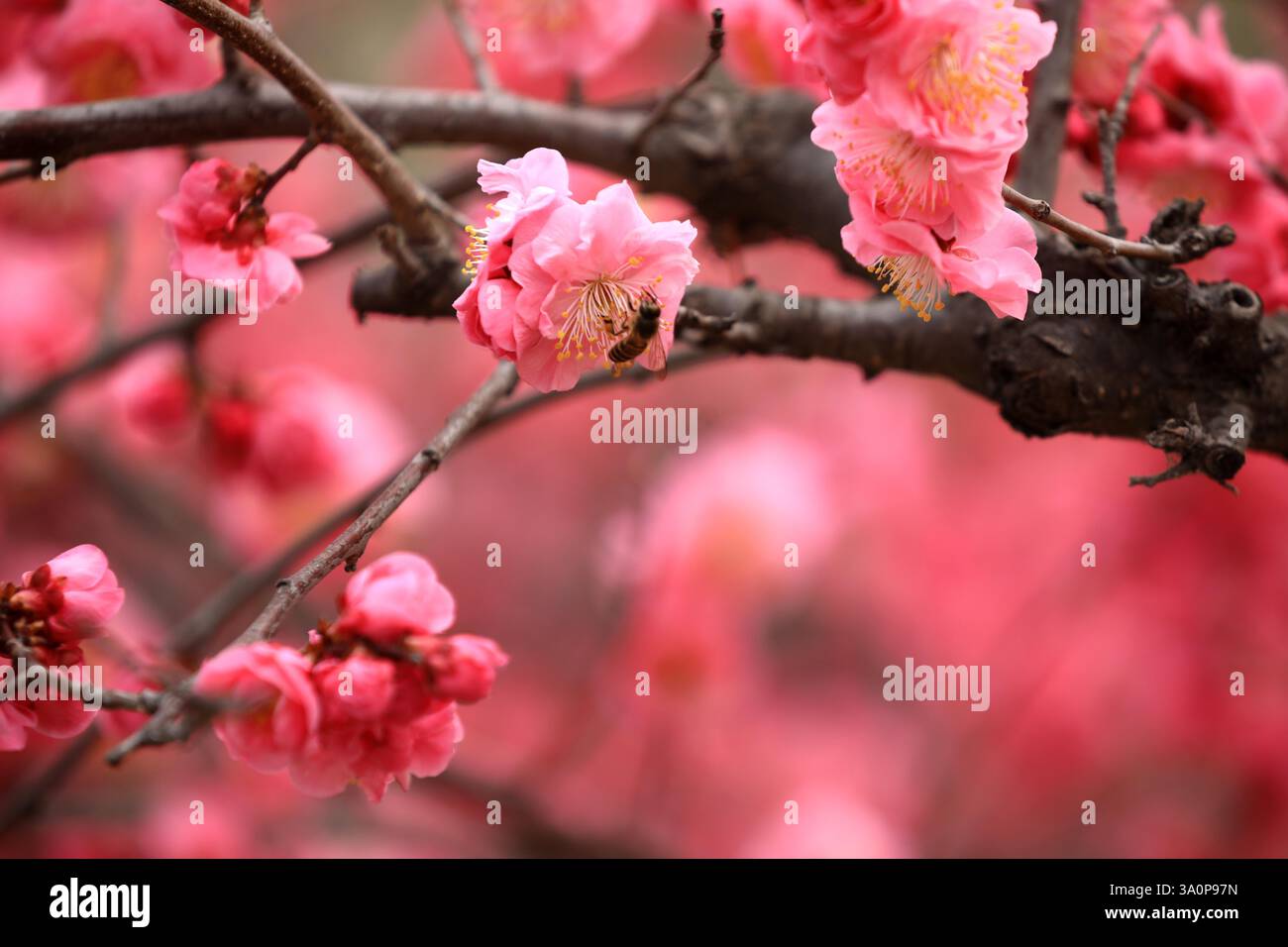 Plum blossoms are in full bloom in Huai'an City, east China's Jiangsu ...