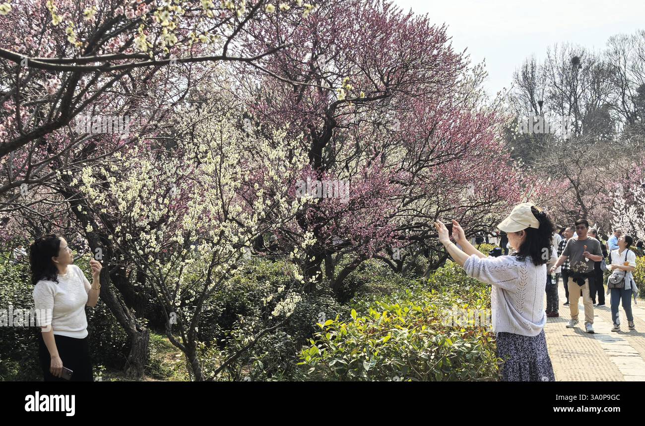 Tourists admire plum blossom in Nanjing City, east China's Jiangsu Province, 2 March, 2025 Stock ...
