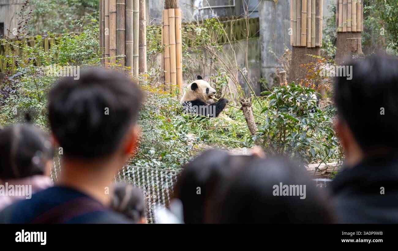Giant pandas at Chengdu Research Base of Giant Panda Breeding in ...