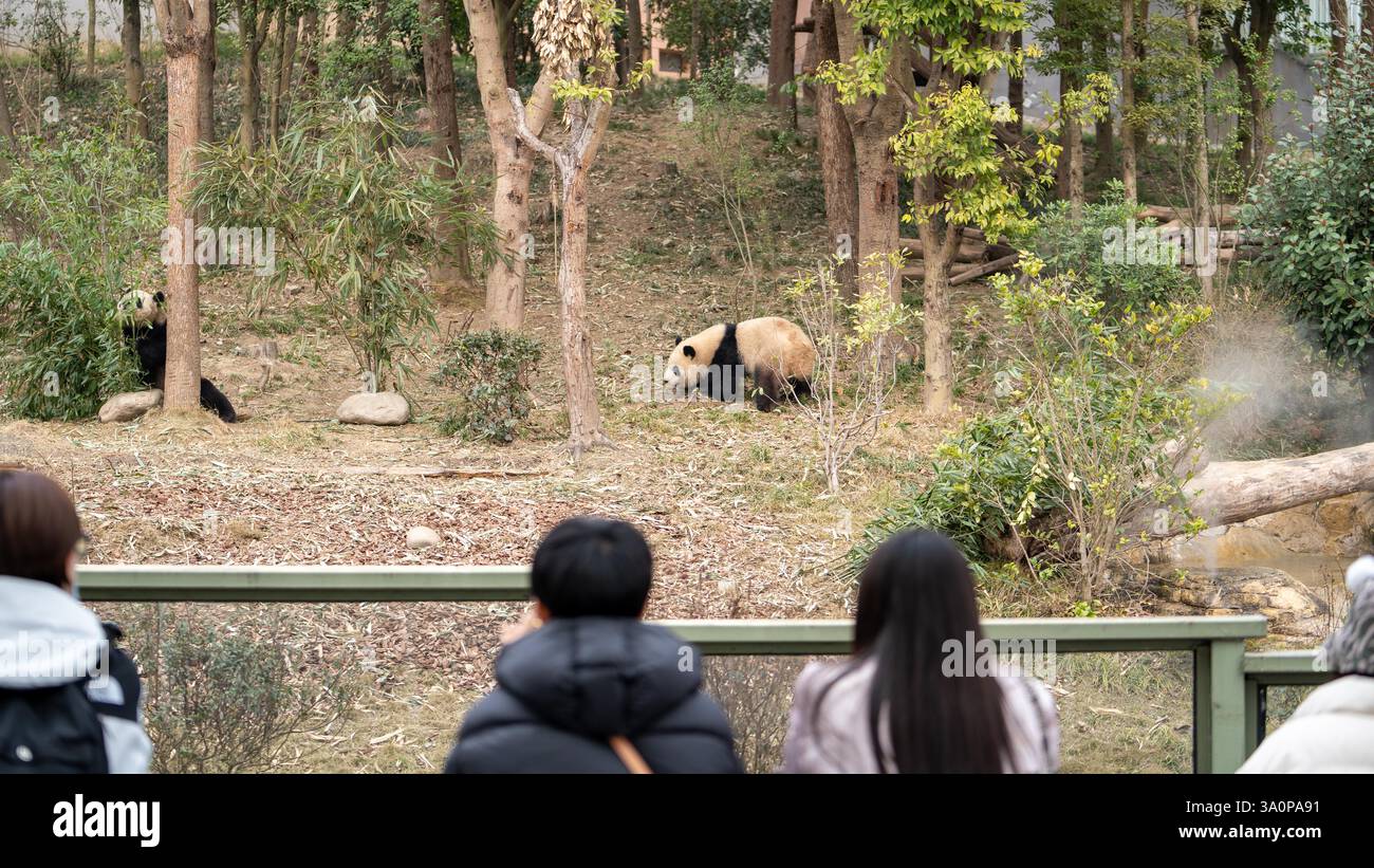 Giant pandas at Chengdu Research Base of Giant Panda Breeding in ...