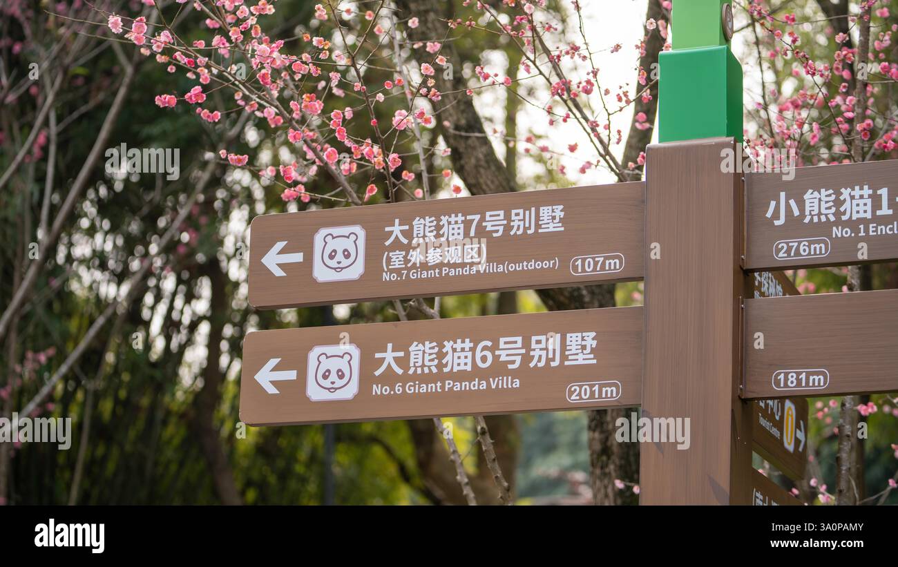 Giant pandas at Chengdu Research Base of Giant Panda Breeding in ...