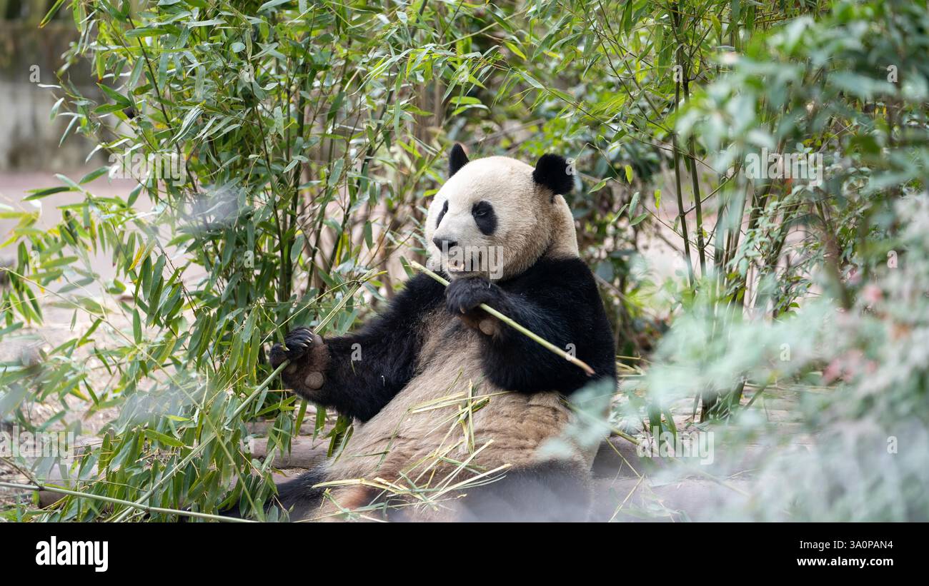Giant pandas at Chengdu Research Base of Giant Panda Breeding in ...
