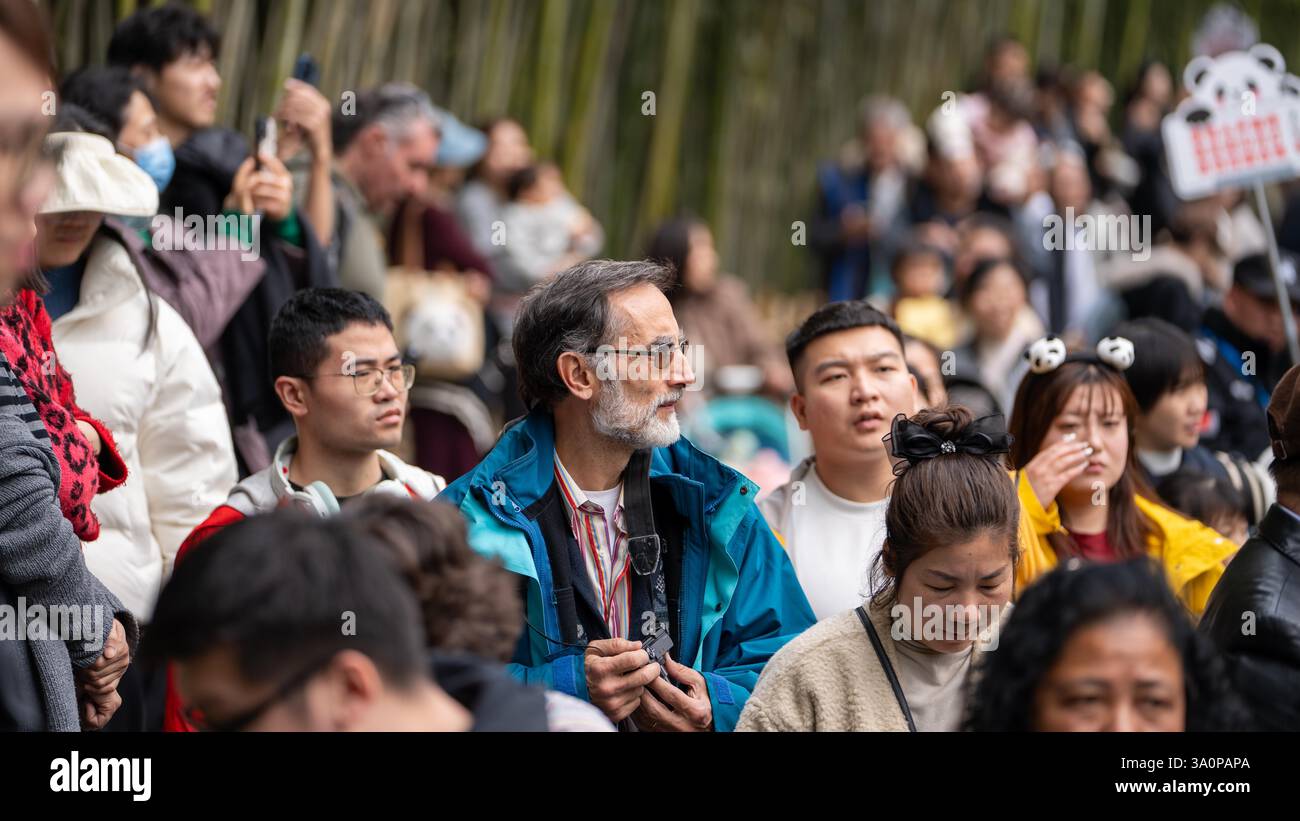 Giant pandas at Chengdu Research Base of Giant Panda Breeding in ...
