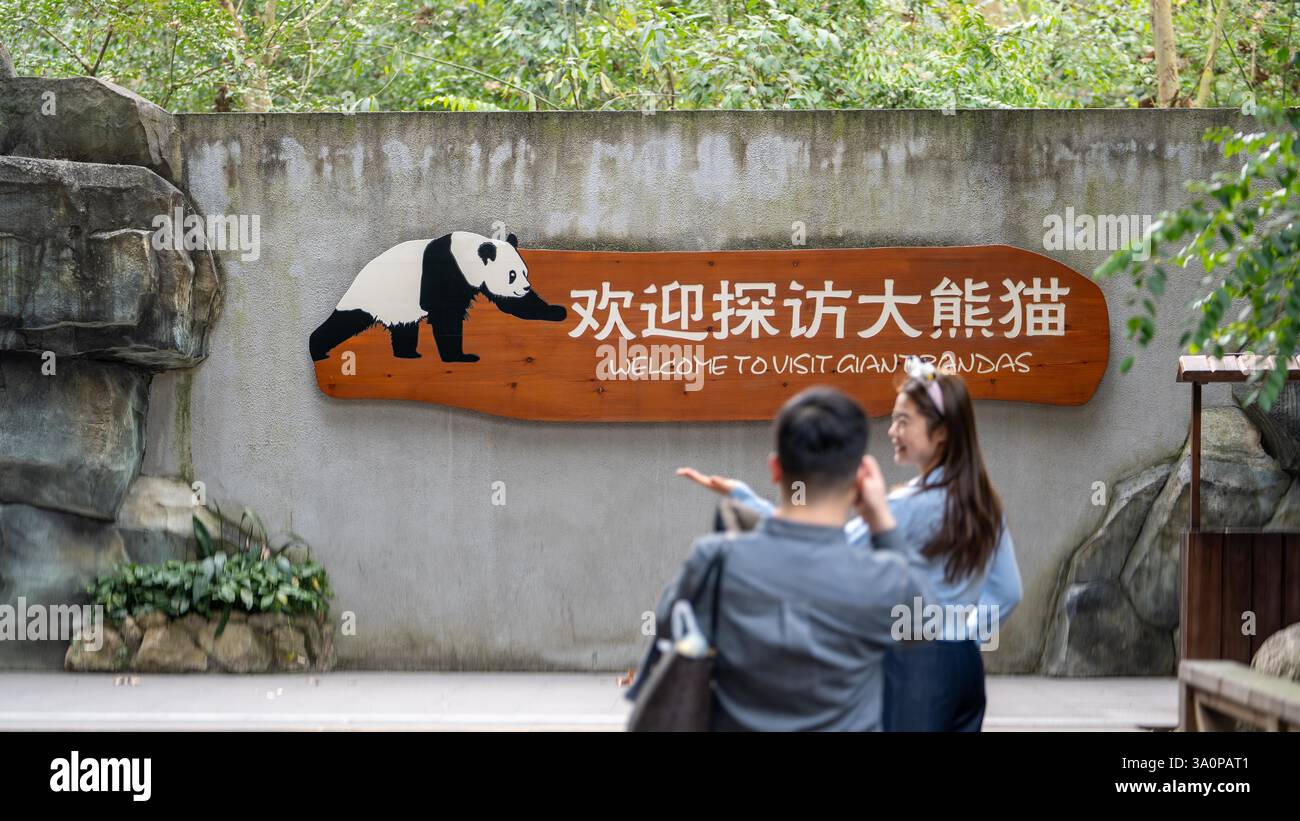 Giant pandas at Chengdu Research Base of Giant Panda Breeding in ...