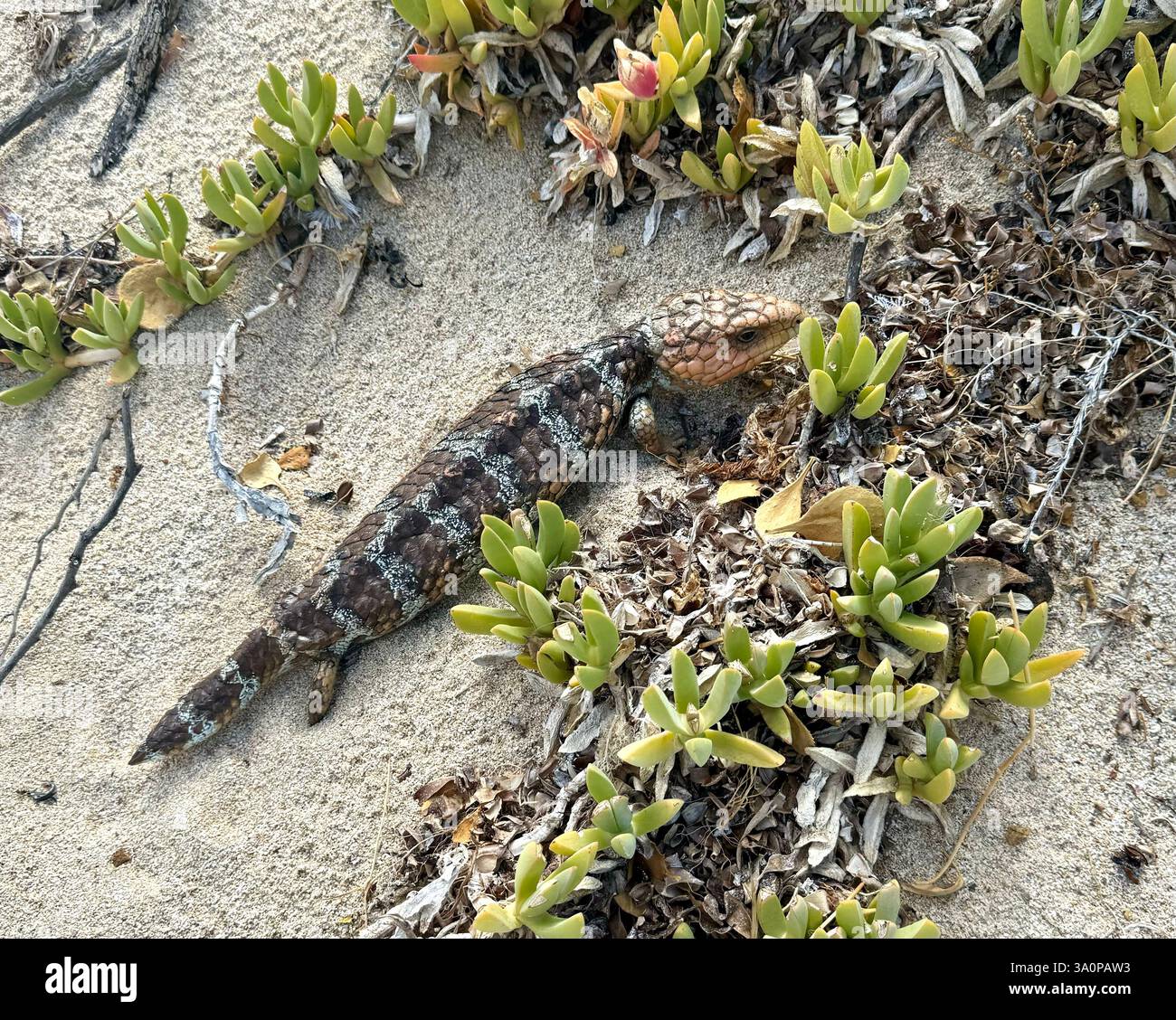 Tiliqua rugosa rugosa bobtail or western shingleback skink or lizard ...