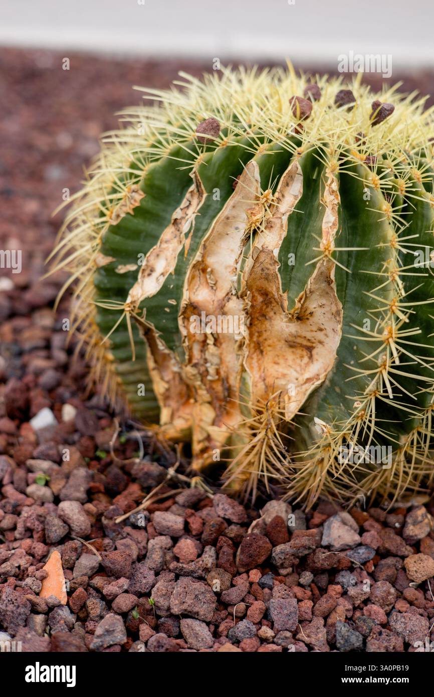A cactus is visibly damaged, showing signs of sunburn, in a rocky ...