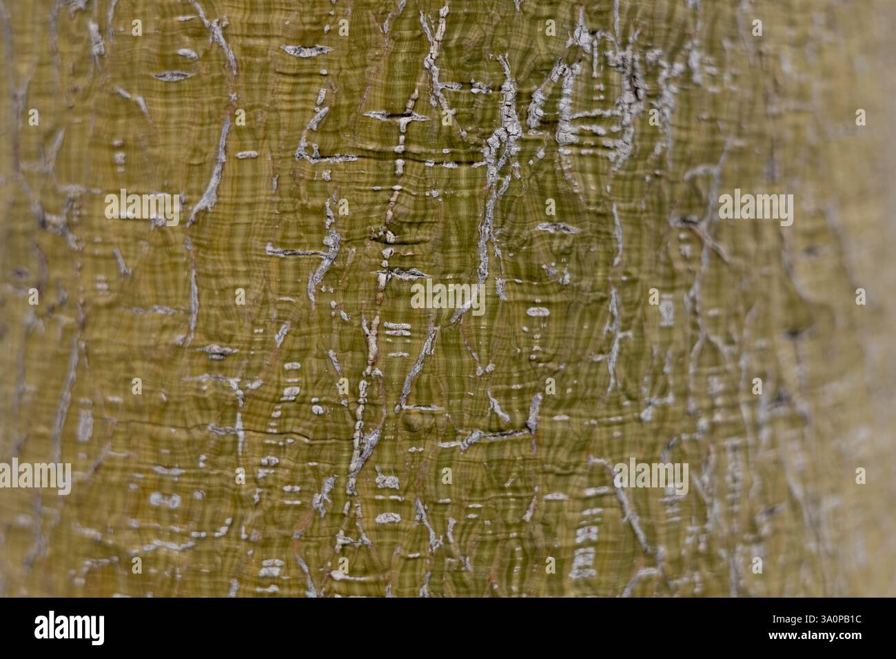 Close view of green surface texture reveals intricate textures and ...