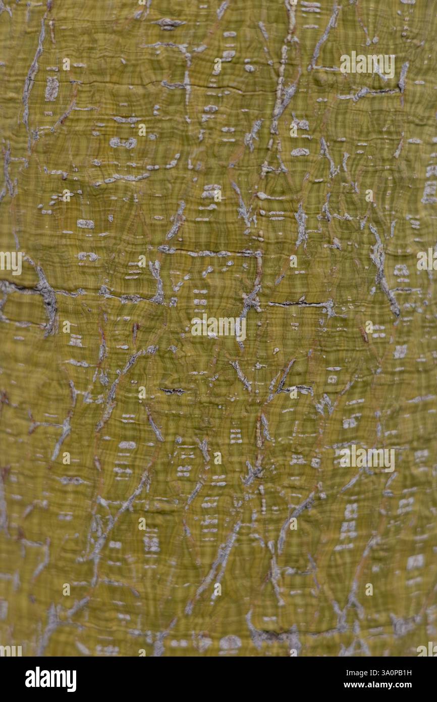 Close view of green surface texture reveals intricate textures and ...