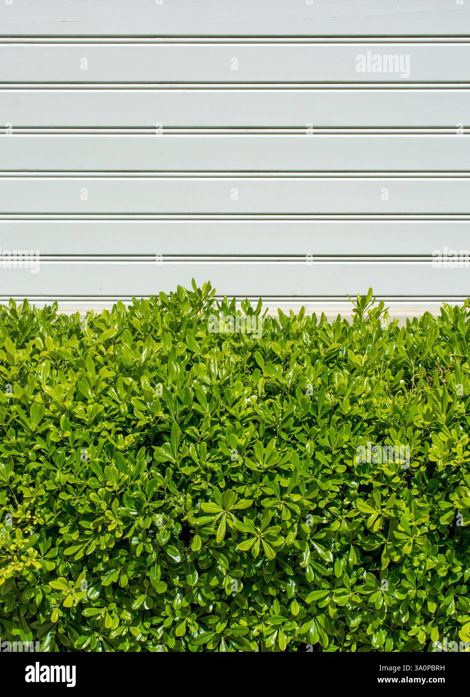 green bush and wood panels used as wall cover Stock Photo - Alamy