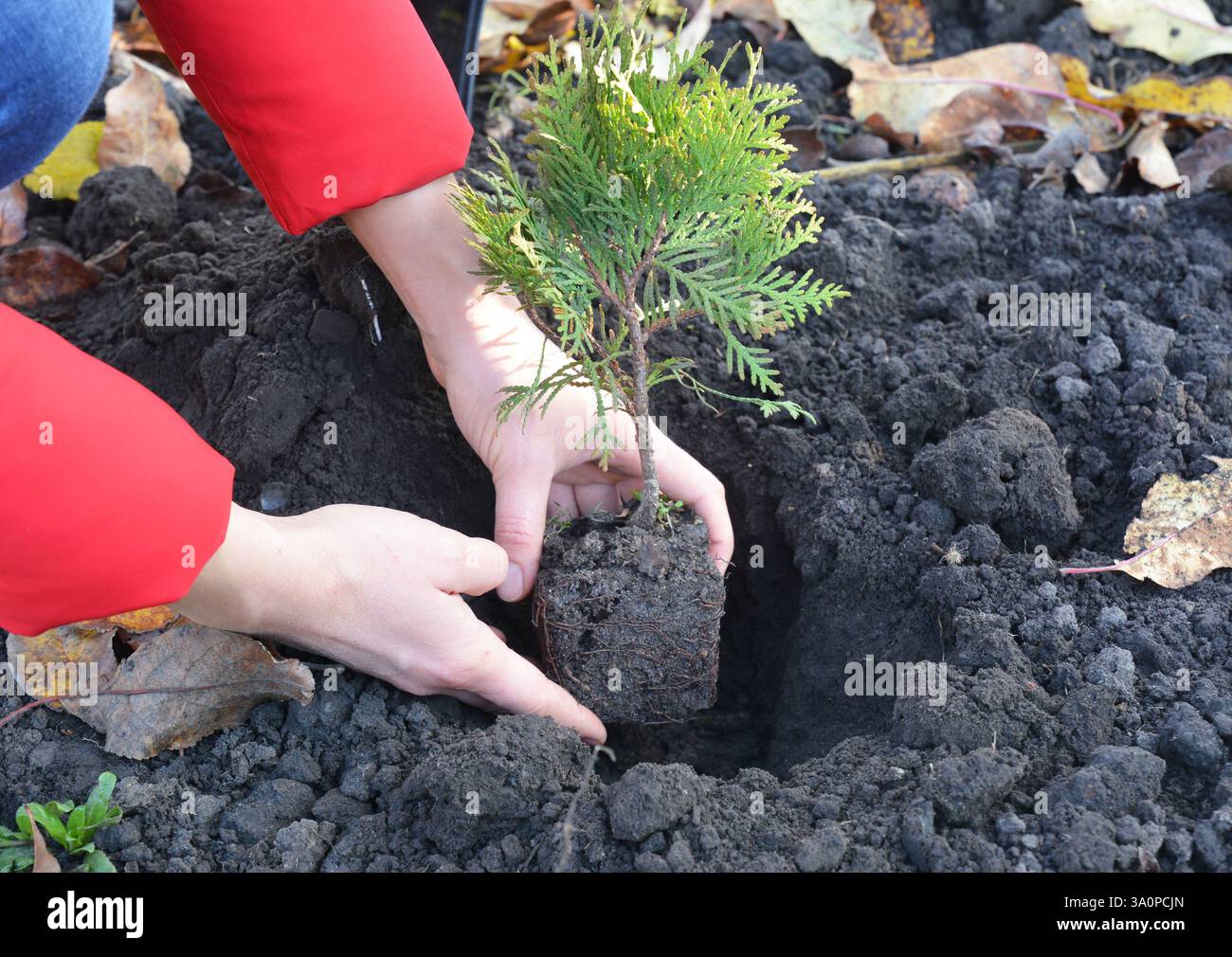 Gardener planting potted thuja saplings with roots in the hole garden ...