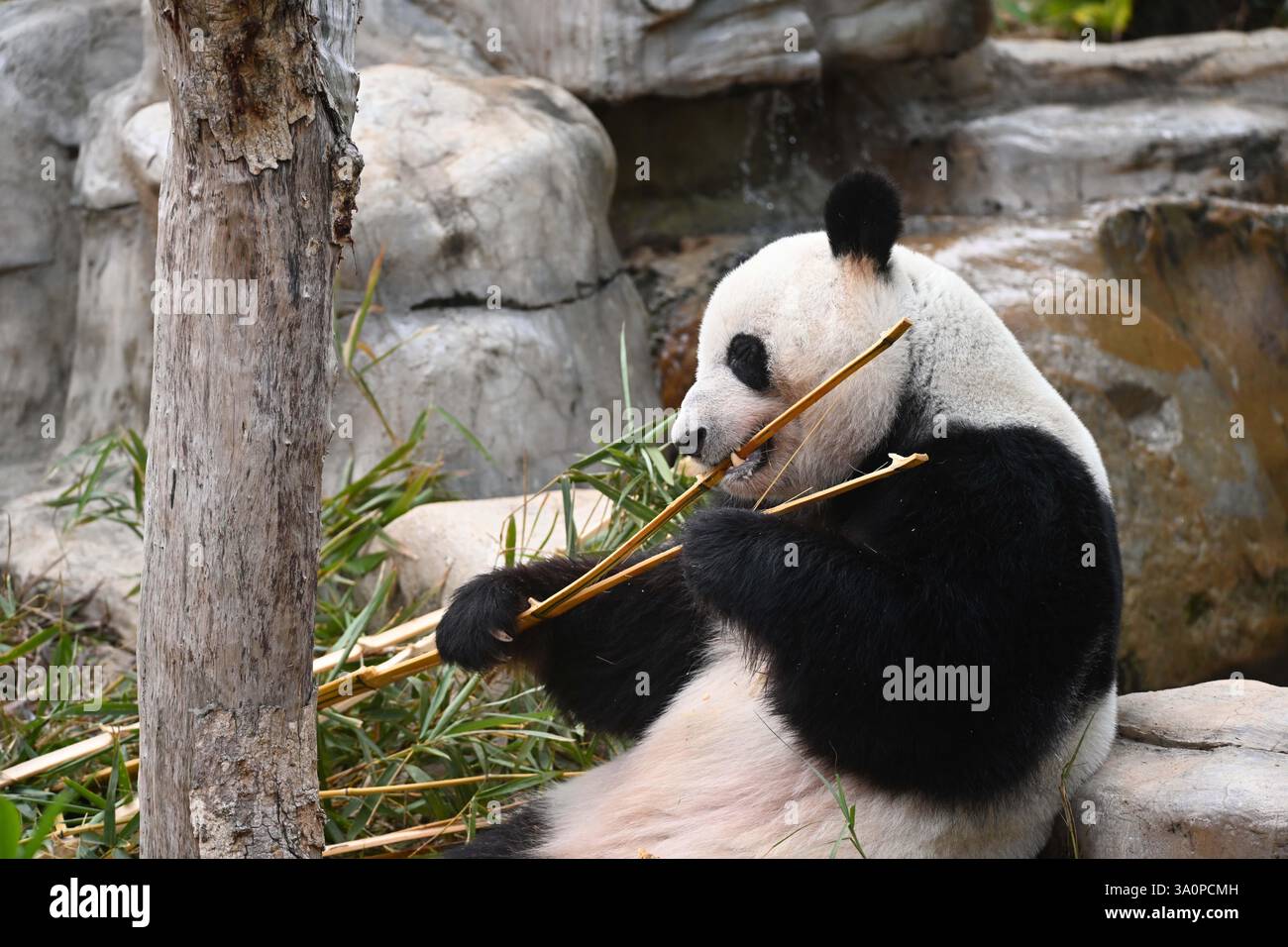 Giant pandas at Nanning Zoo attract visitors, Nanning City, south China ...