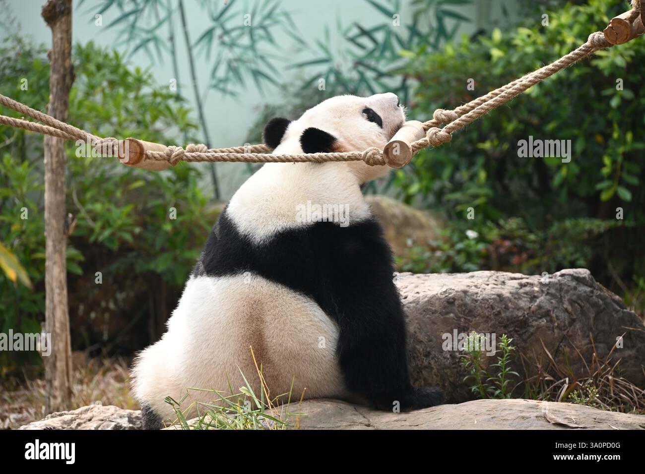 Giant pandas at Nanning Zoo attract visitors, Nanning City, south China ...