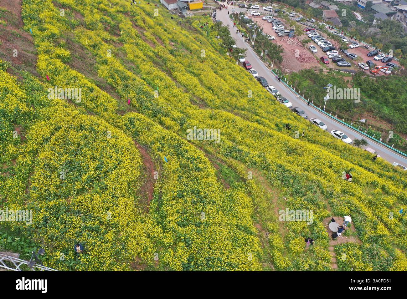 Cole flowers bloom in Chongqing, Chinia, 1 March, 2025 Stock Photo - Alamy