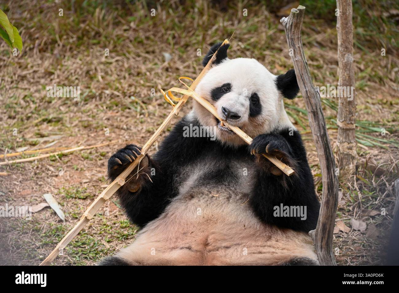 Giant pandas at Nanning Zoo attract visitors, Nanning City, south China ...