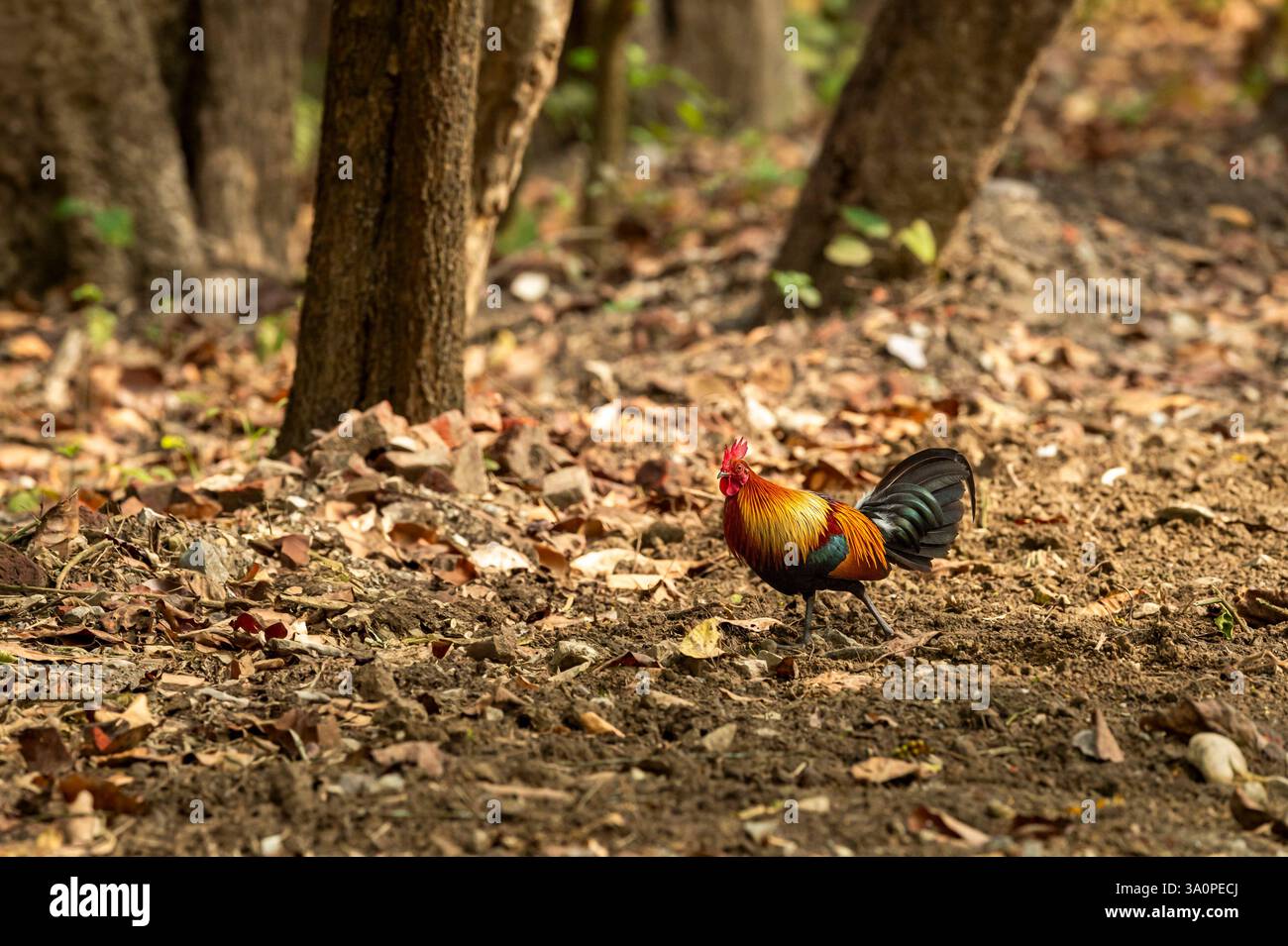 wild male Red junglefowl or Gallus gallus bird wild ancestor of the ...
