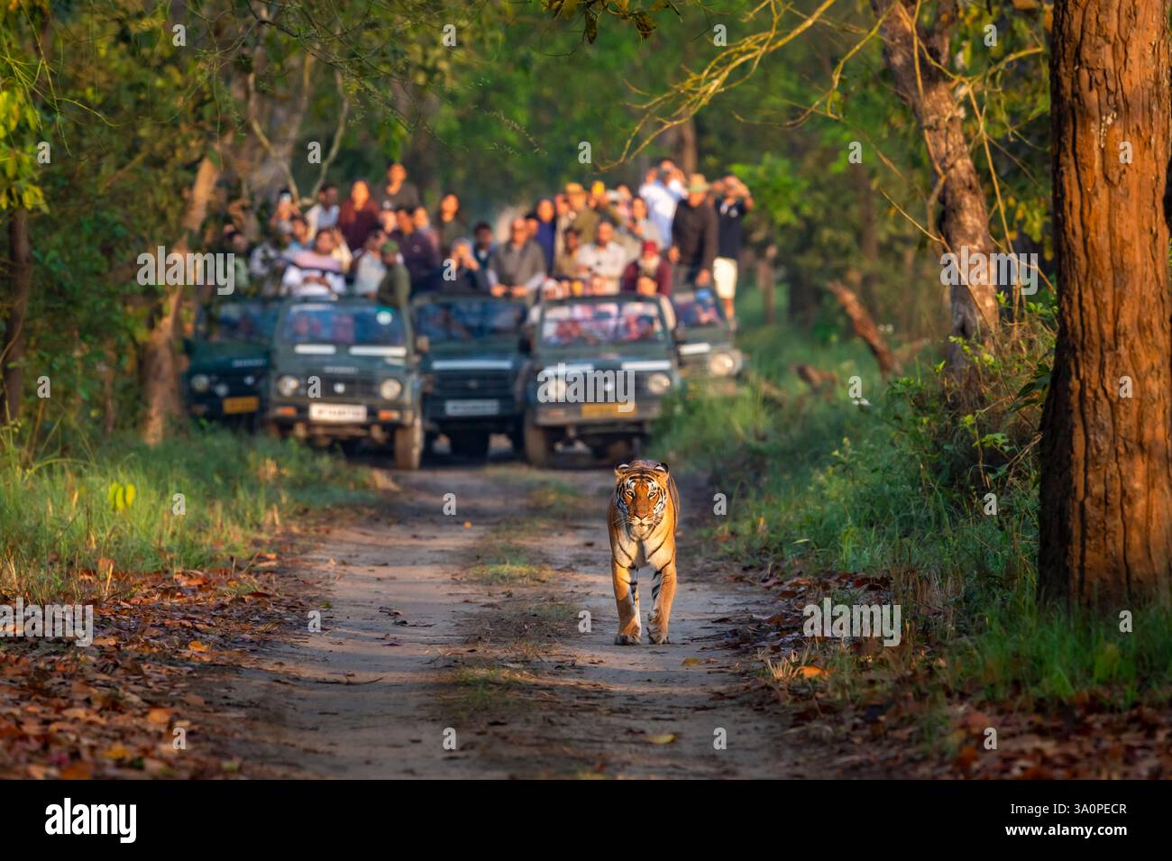 wild female tiger or panthera tigris roadblock showstopper on morning ...