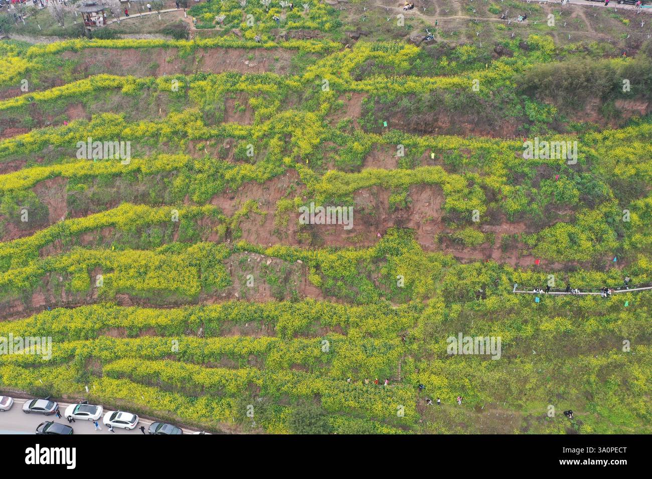 Cole flowers bloom in Chongqing, Chinia, 1 March, 2025 Stock Photo - Alamy
