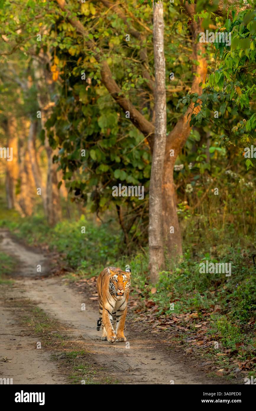 wild bengal female tiger panthera tigris head on walking at pilibhit ...