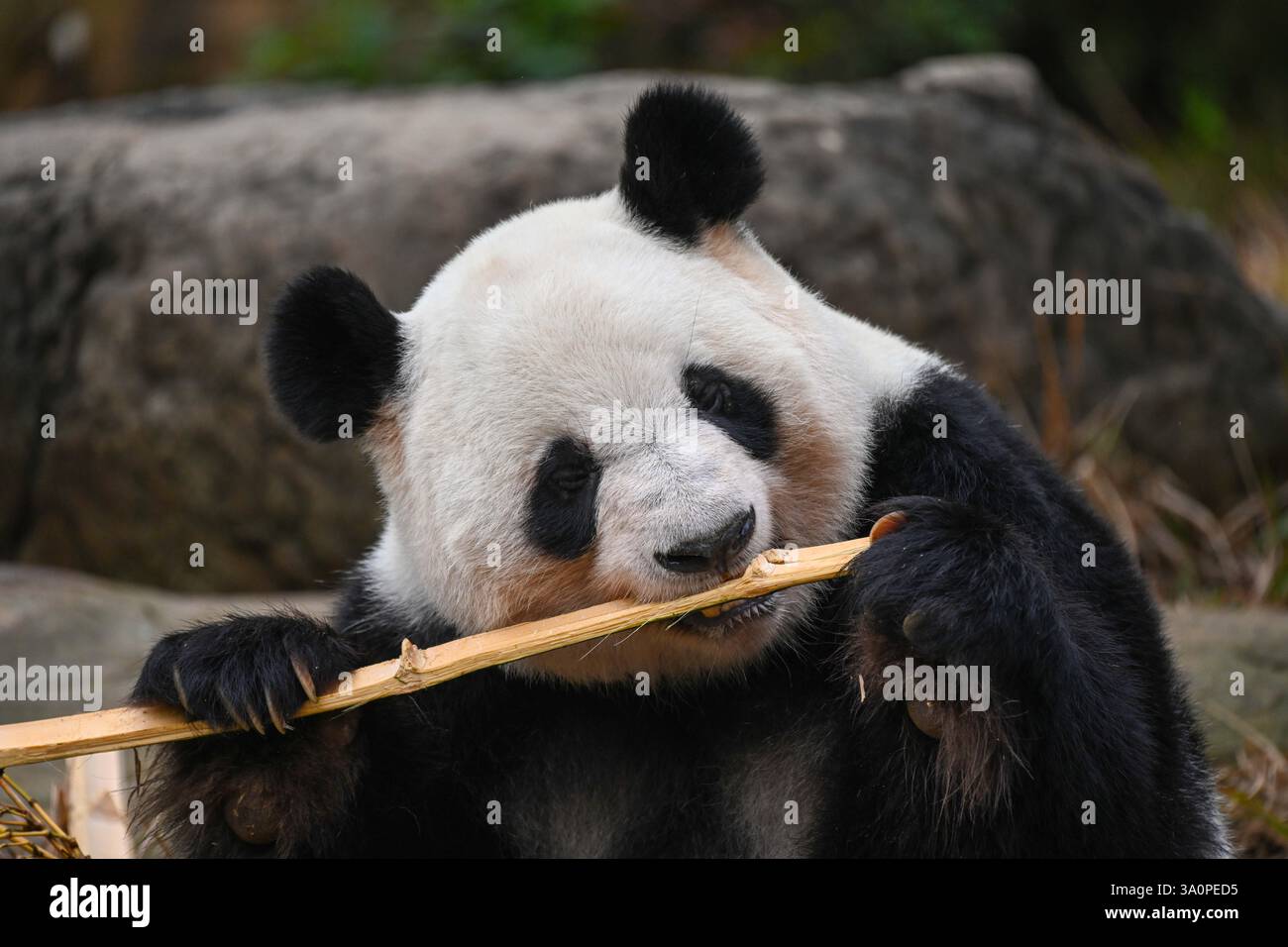 Giant pandas at Nanning Zoo attract visitors, Nanning City, south China ...