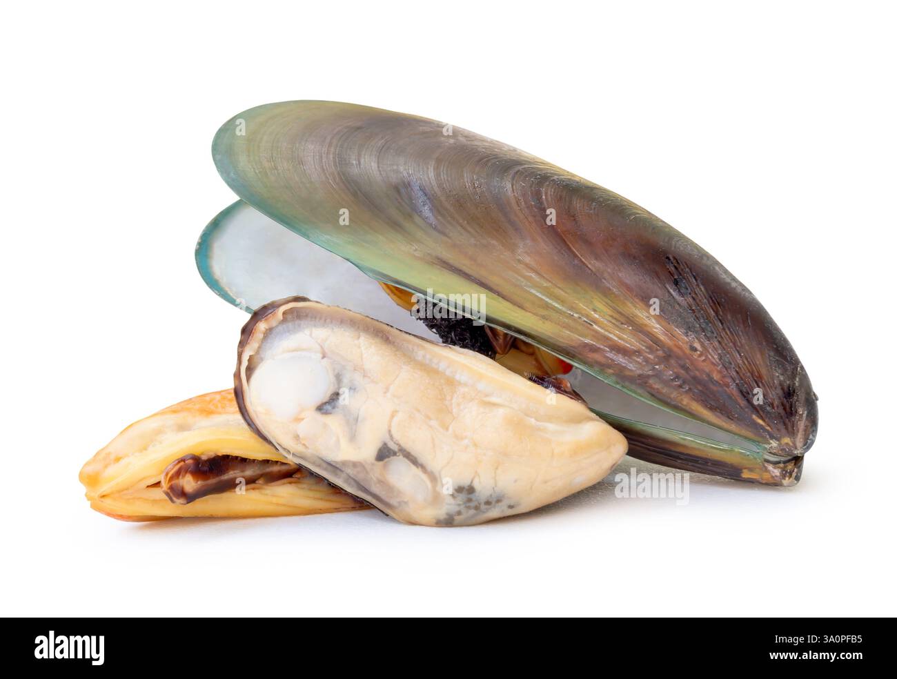Three cooked or steamed green mussels with green mussels meat in stack ...