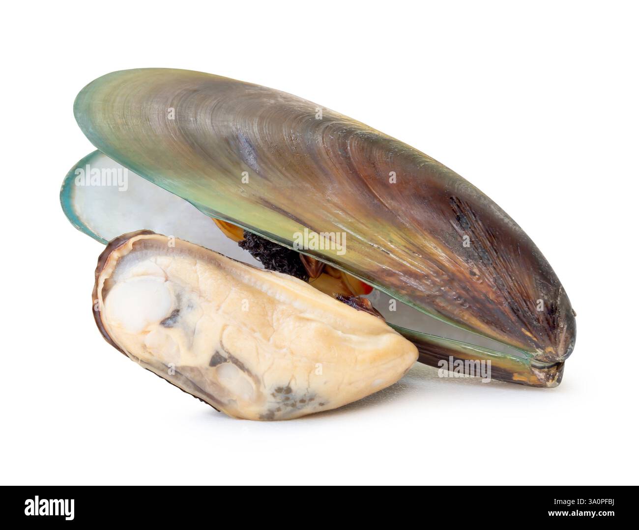 Two cooked or steamed green mussels with green mussels meat in stack ...