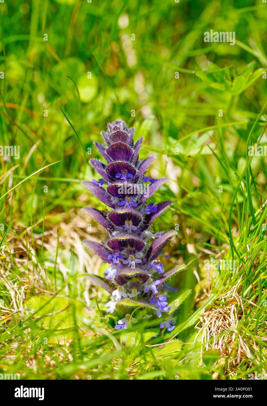 Close-up of the purple flower of the pyramidal bugle. Ajuga pyramidalis ...