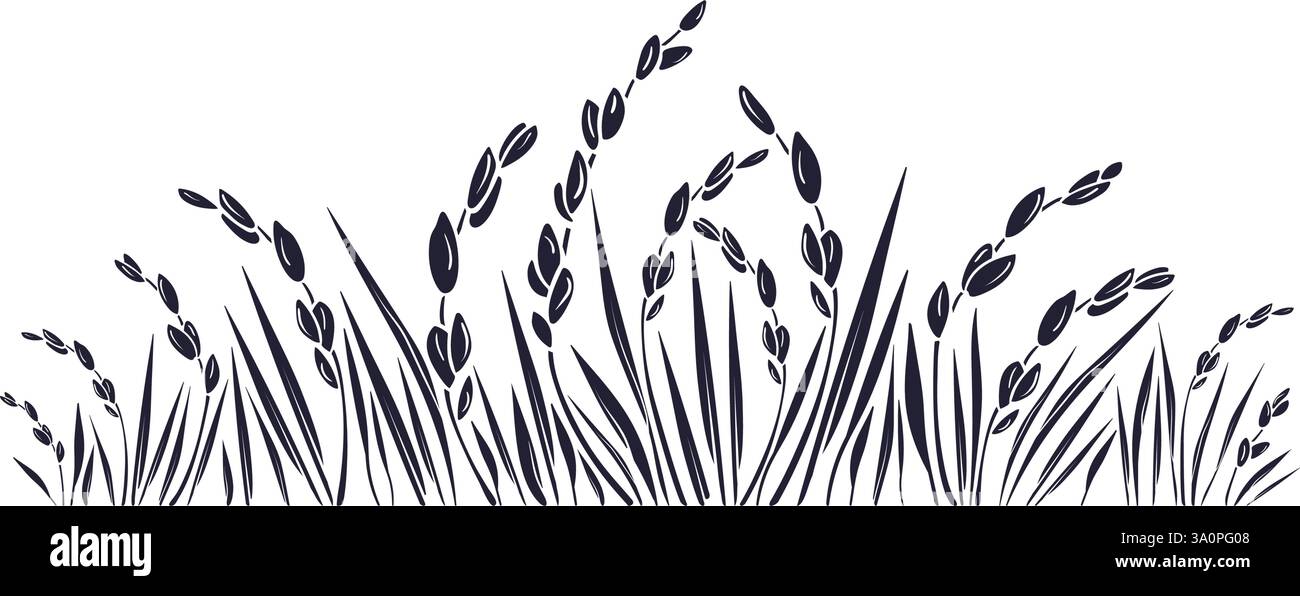 Rice field, grains. Silhouette of arborio farm plantation. Vector ...