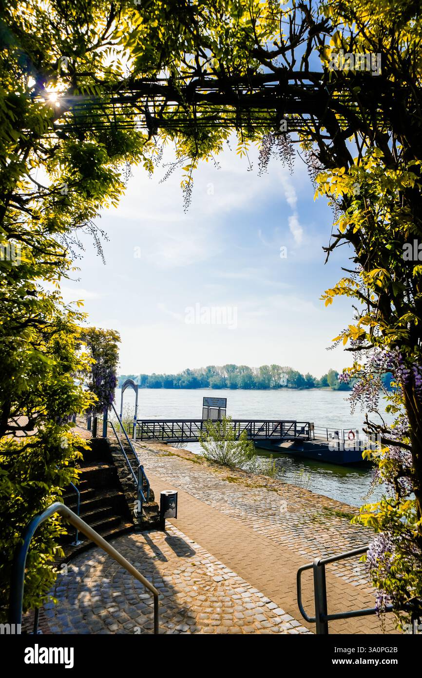 View of nature and the promenade in Rees. City on the Rhine with the ...