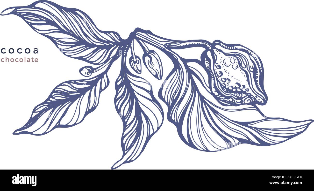 Cocoa label. Vector hand drawn branch of chocolate beans, texture ...