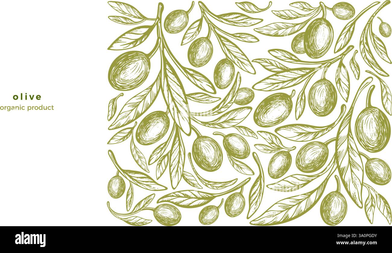 Olive tree, green fruit, texture branch. Vintage monochrome template ...