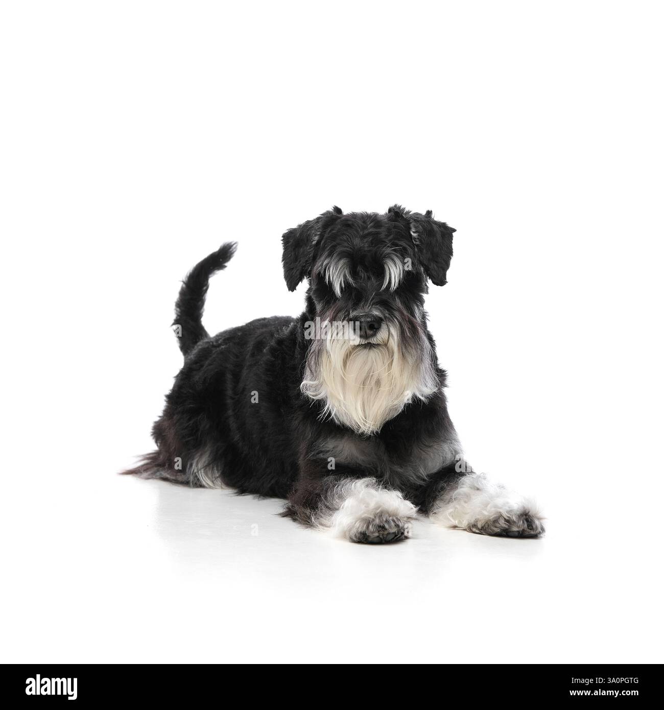 Purebred dog, smart, black schnauzer lying down with relaxed posture ...