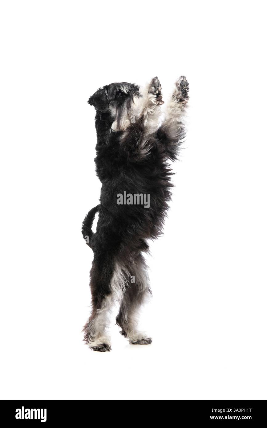 Purebred dog, black schnauzer standing on hind legs with front paws ...