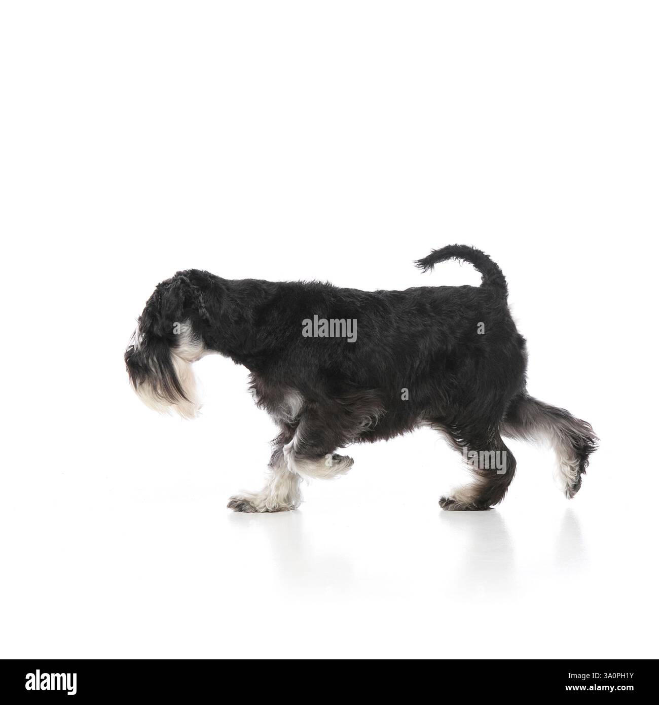 Curious dog, black schnauzer walking forward against white studio ...