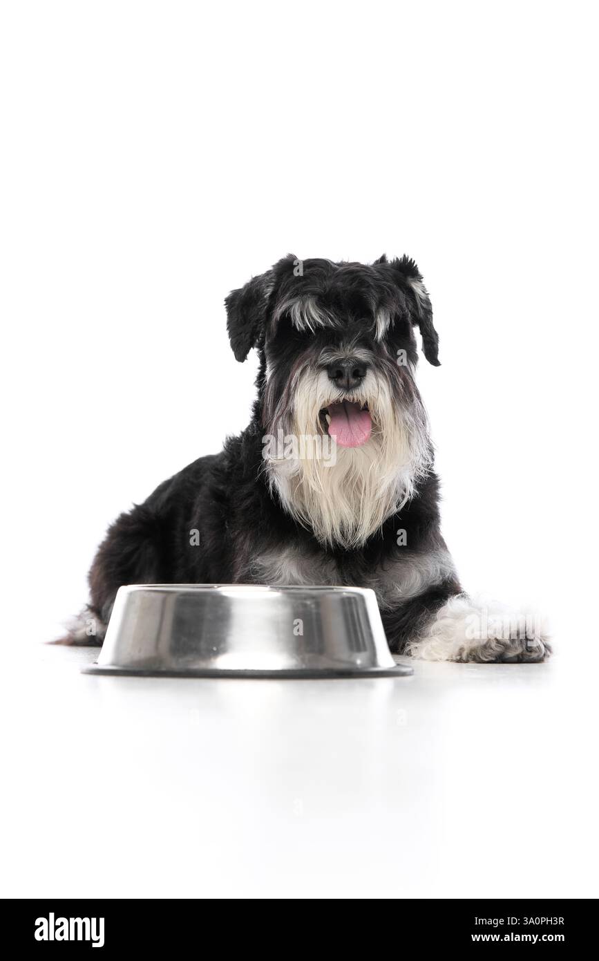 Black schnauzer dog lying down with relaxed posture near food bowl and ...