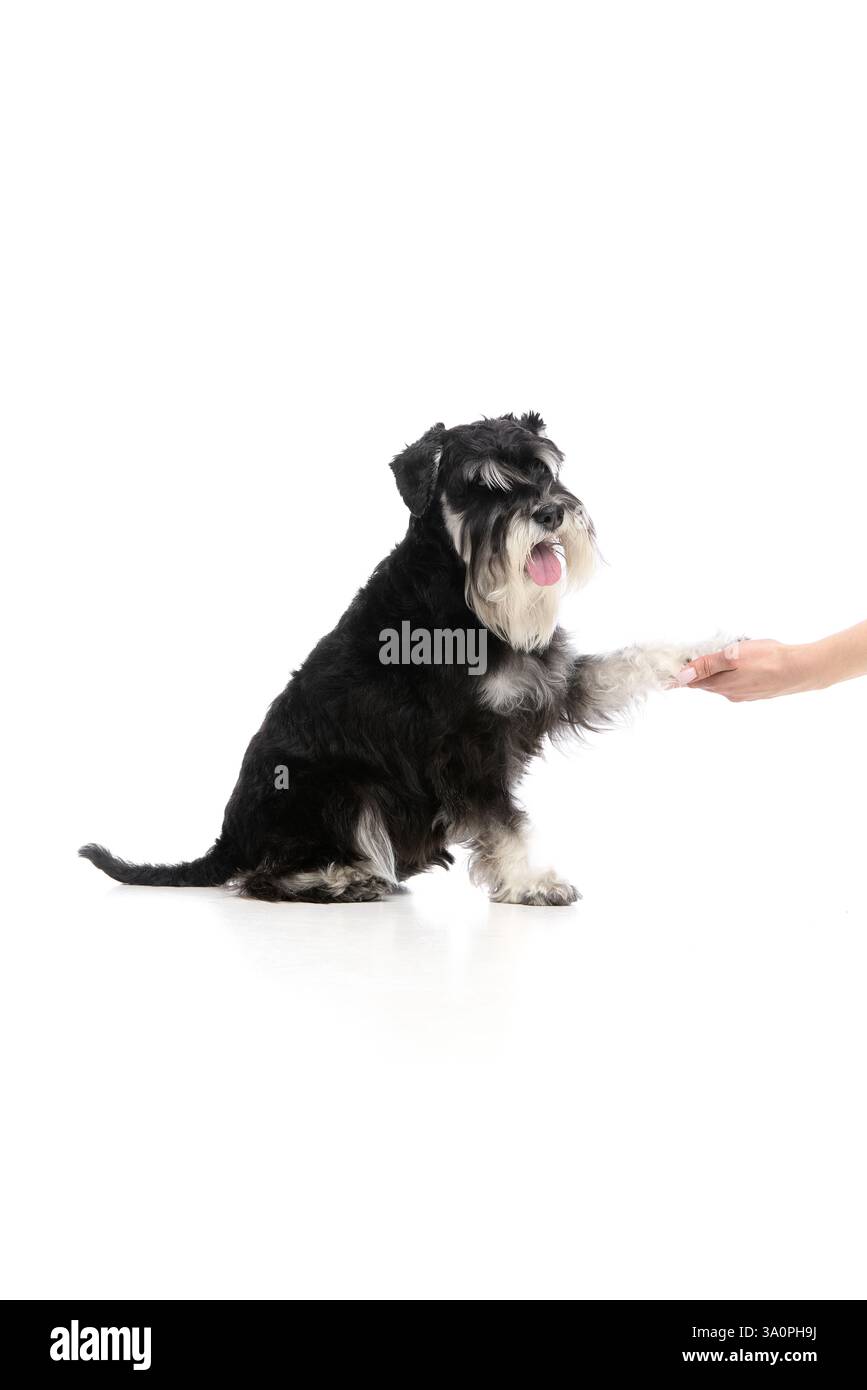 Black schnauzer dog giving paw to human hand in friendly interaction ...