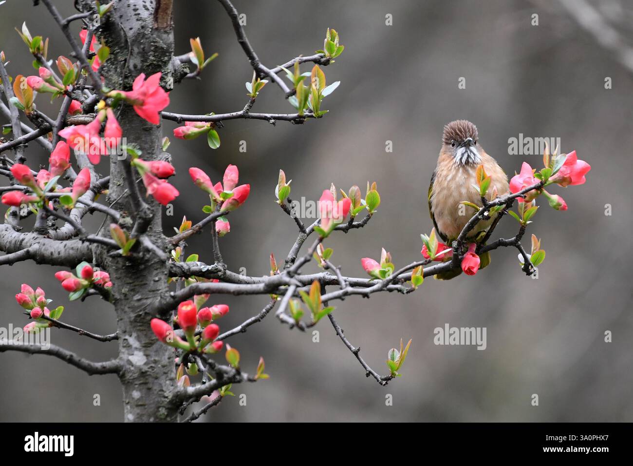 RENHUAI, CHINA - MARCH 5, 2025 - A bird plays on a crabapple branch at ...