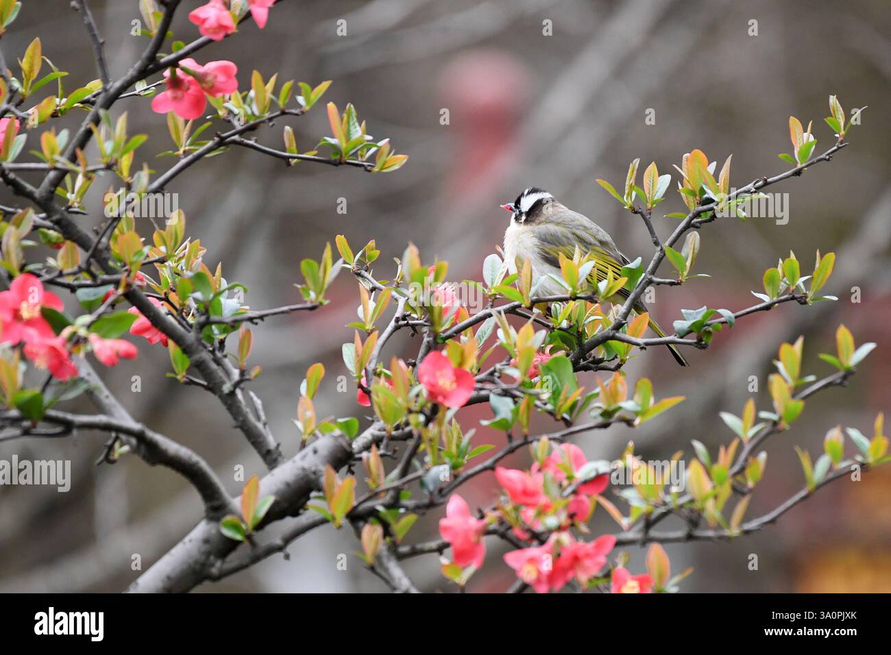 Renhuai, China. 05th Mar, 2025. RENHUAI, CHINA - MARCH 5, 2025 - A bird ...
