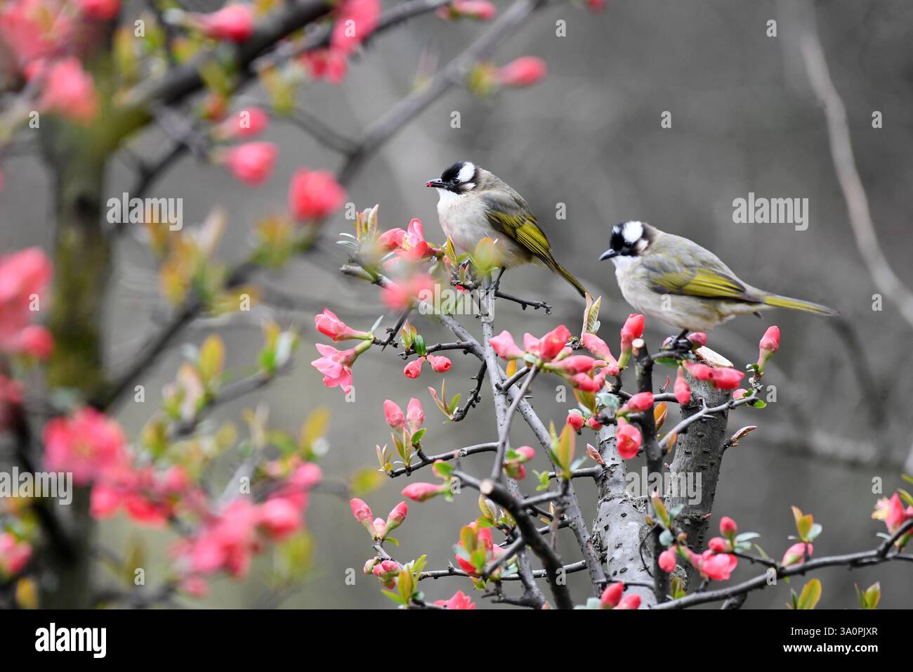 RENHUAI, CHINA - MARCH 5, 2025 - A bird plays on a crabapple branch at ...